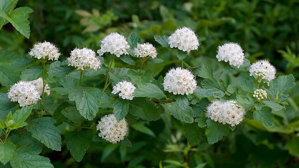 12 Upstate NY Native Plants: Why They Matter & How to Use Them