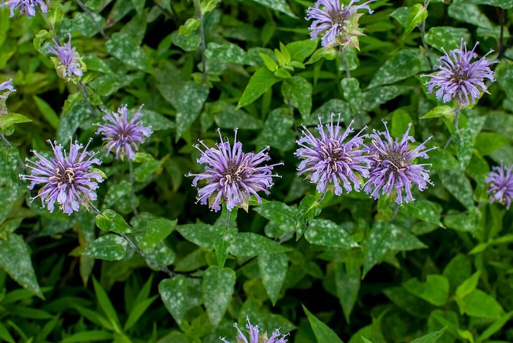 12 Upstate NY Native Plants: Why They Matter & How to Use Them